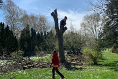 Coming Down To a Stump